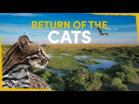 We're releasing Ocelots in a wetland - here's why
