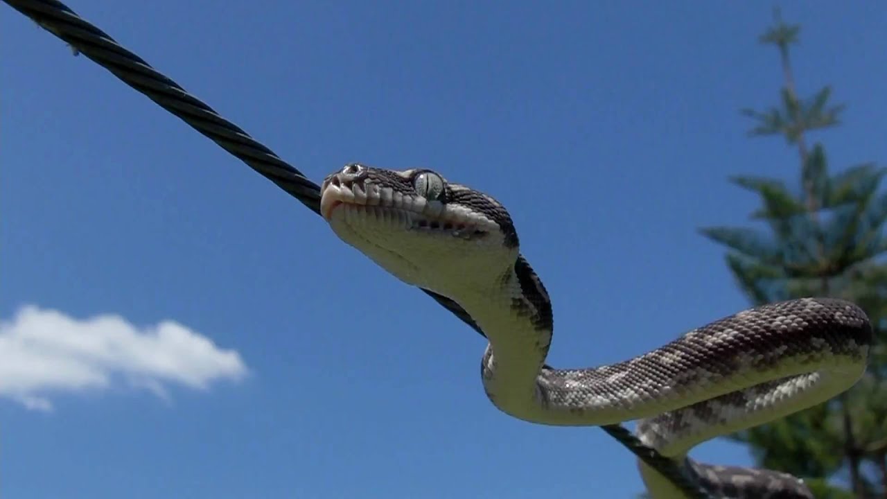 Morelia Carinata - Rough Scaled Python - YouTube