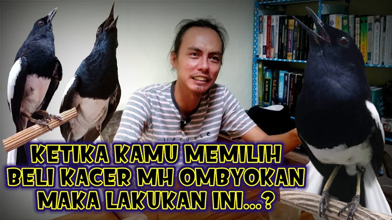 BEGINI SAJA MERAWAT KACER MUDA HUTAN BIAR SIMPEL DAN MUDAH - YouTube