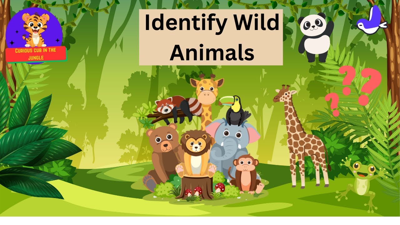 Can You Identify Wild Animals? Nursery Toddlers Lion Tiger Elephant ...