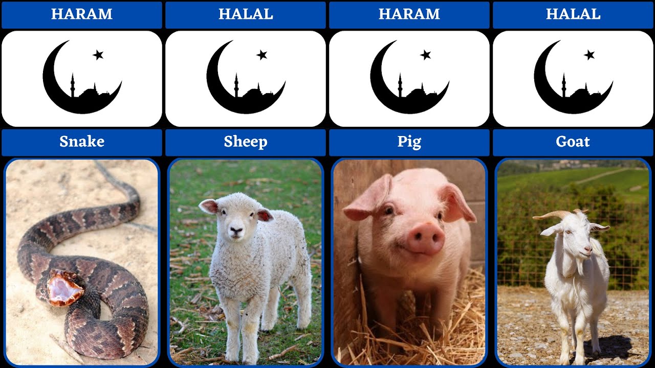 Halal and Haram animal meat in Islam -DNL - YouTube