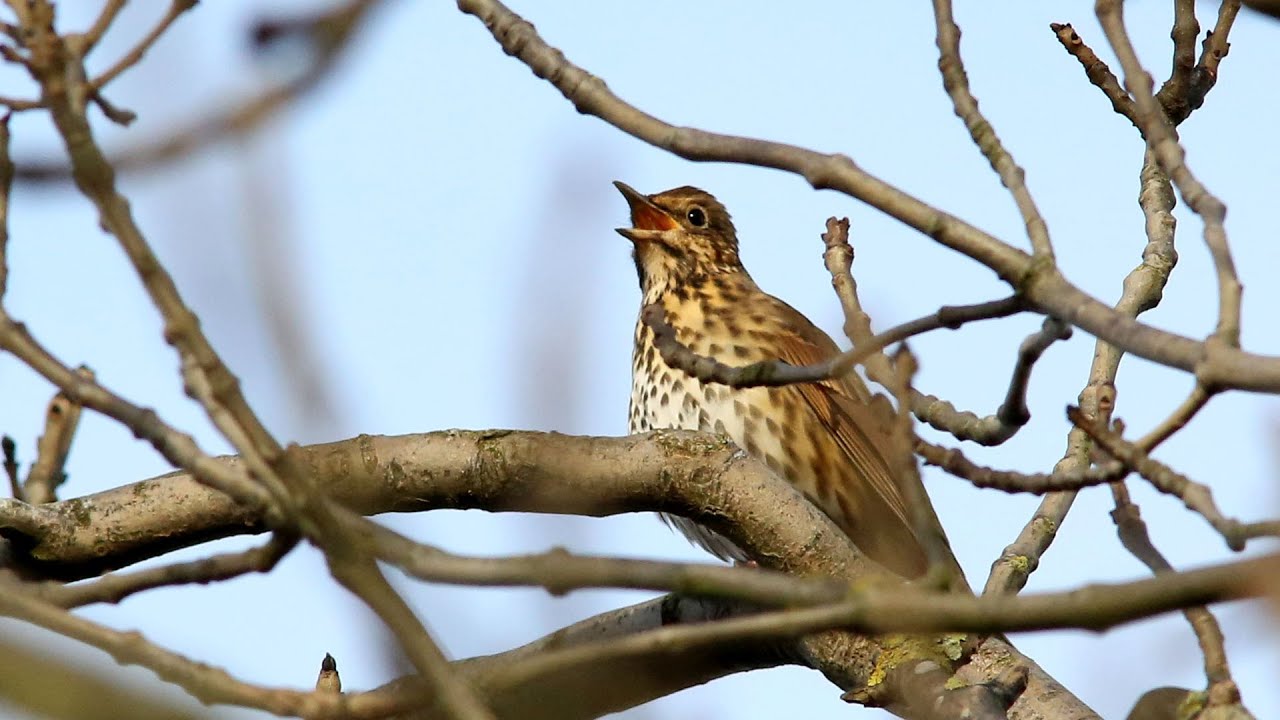 Song Thrush singing - YouTube