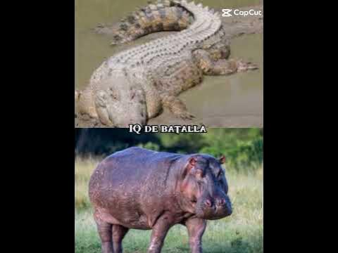 Hipopótamo vs cocodrilo hipopótamo vs purussaurus - YouTube