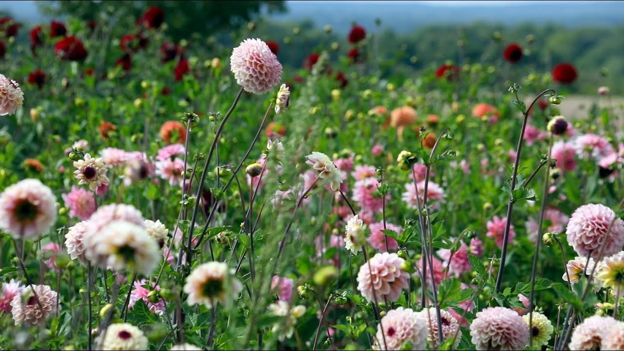 Surrey flower farm - Cut flowers from Plantpassion - YouTube