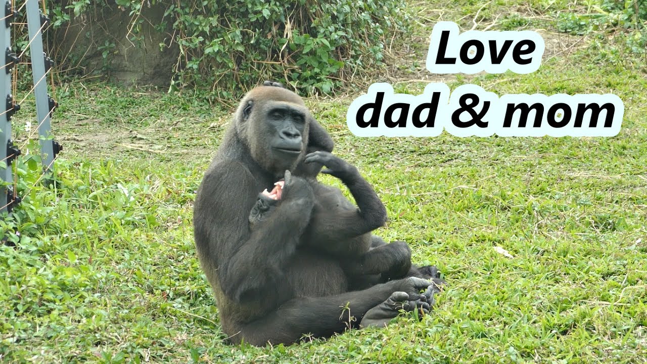 Gorilla D'jeeco family daily routine # Part 3: parents love / 大猩猩迪亞哥家族 ...