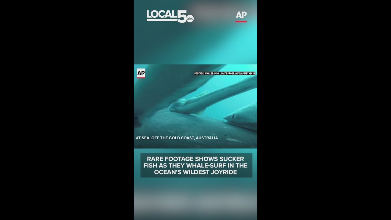 Rare footage shows sucker fish as they whale-surf in the ocean’s ...