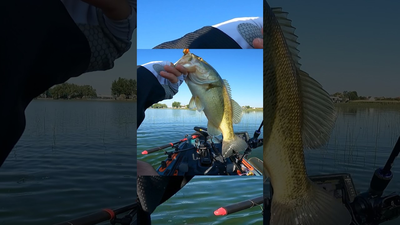 Achigan a grande bouche #pêche #poisson #kayakfishing #achigan ## ...