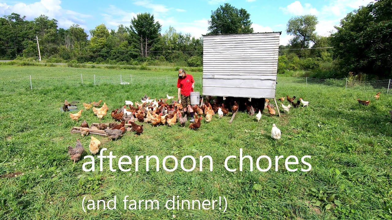 afternoon chores (and farm dinner!) - YouTube