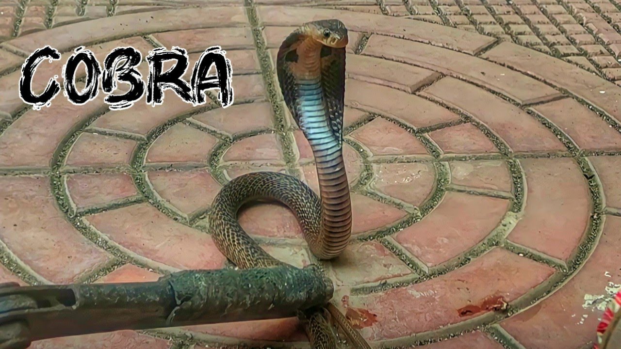 ખતરનાક કોબ્રા રેસ્ક્યુ ll Cobra Snake Rescue ll Lunidhar ll #vimal ...