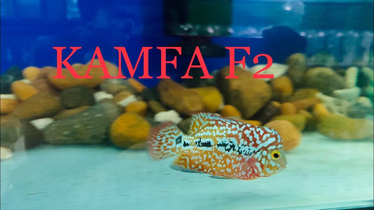 KAMFA F2 NHÍ MÀ VIP AE CHƠI TẾT| TOANKAMFA| SĐT 0344108746 - YouTube