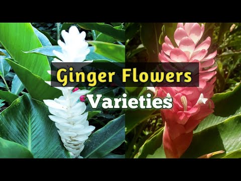 Ginger Plant Varieties