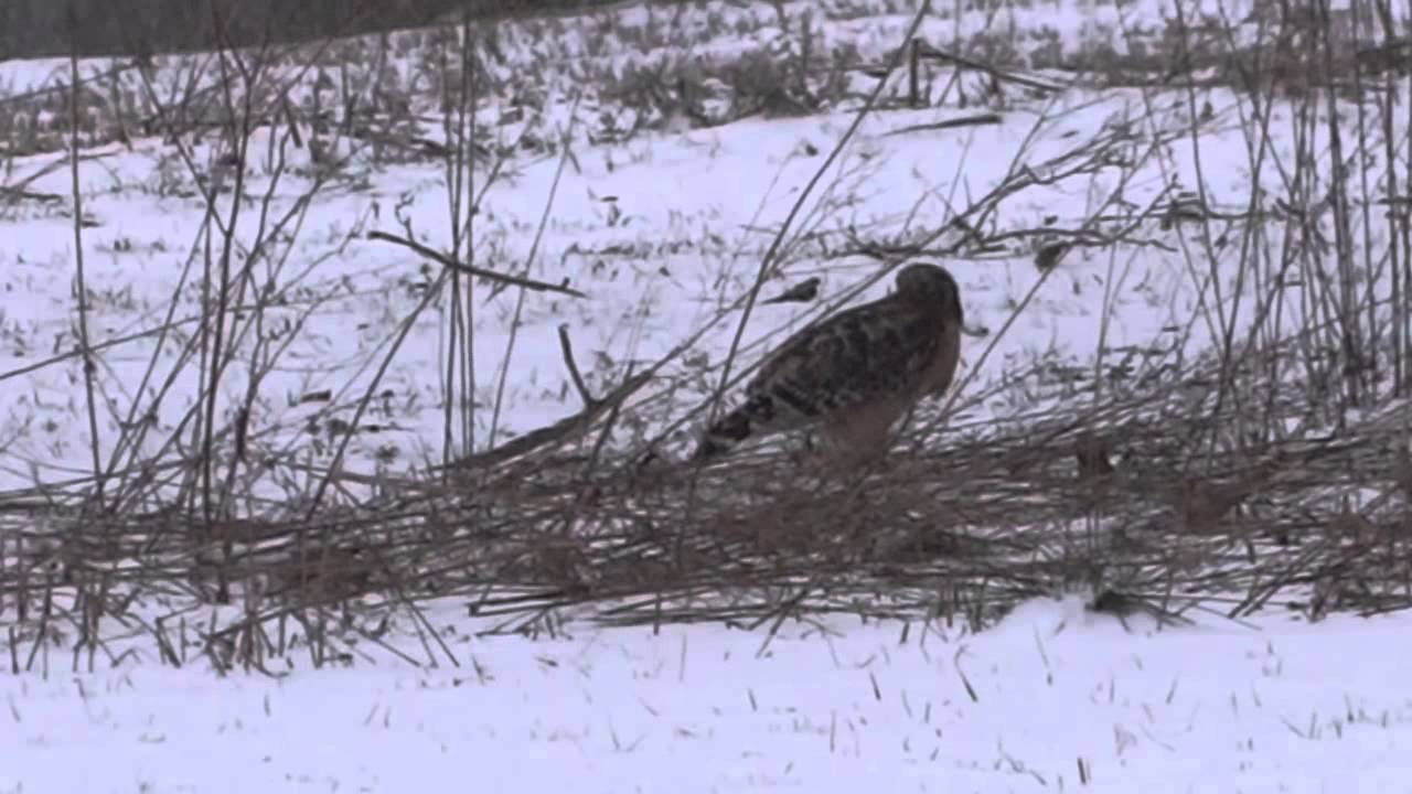 Female Red Shouldered Hawk - YouTube