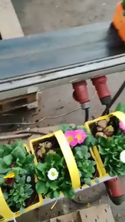 Робота в Нідерландах з квітами від компанії Равес Деталі дивіться в