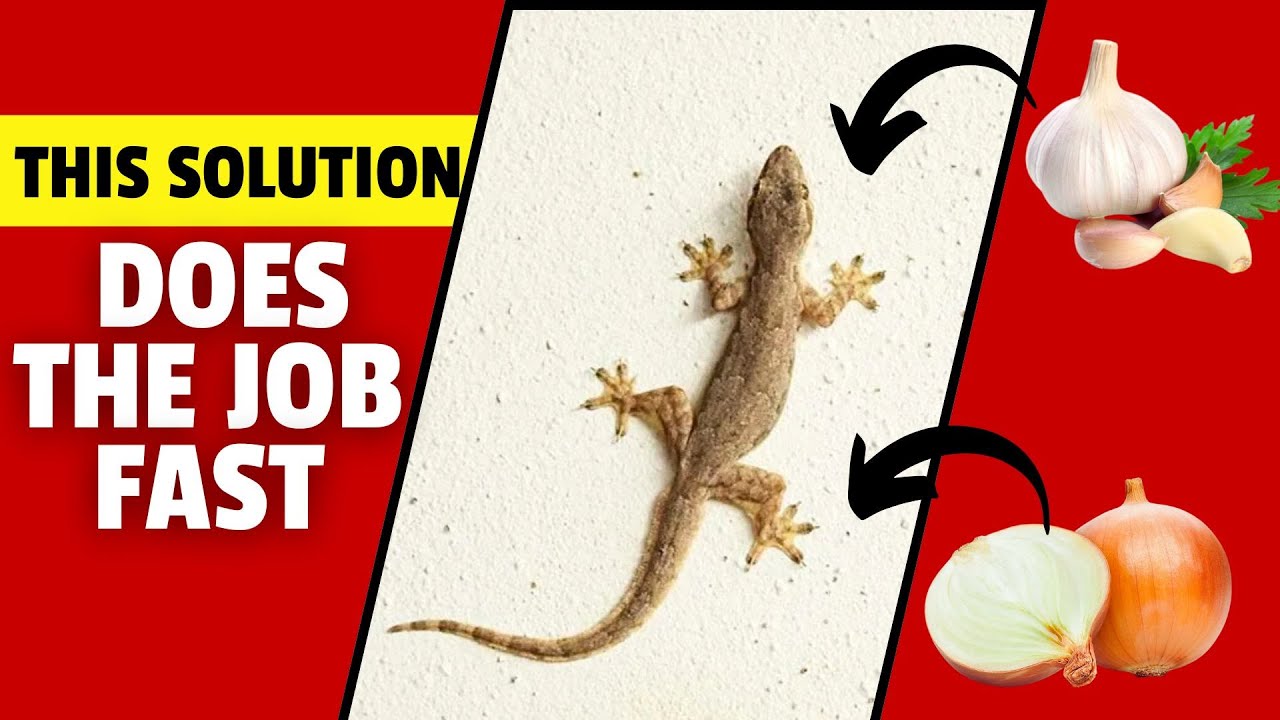 How to Get Rid of Lizards in Your Kitchen Fast! (No Harmful Chemicals ...