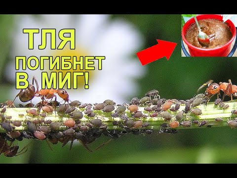 Тля на Персике Исчезнет Сразу! Лучшее Средство Как Избавиться от Тли на ...