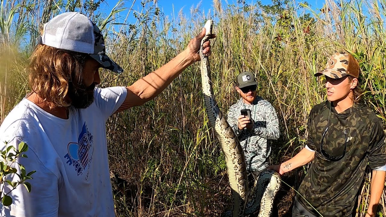 Hunting Invasive Pythons with the Python Cowboy and his Dog OTTO and ...