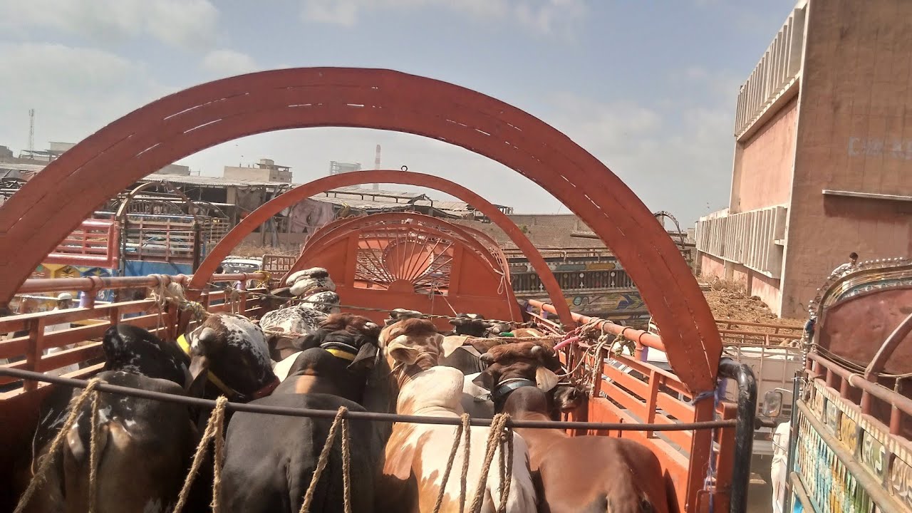 Unloading bhens colony cow mandi |USUSSI| - YouTube