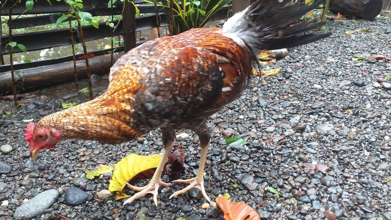 EPC backyard baby stag bulik - YouTube