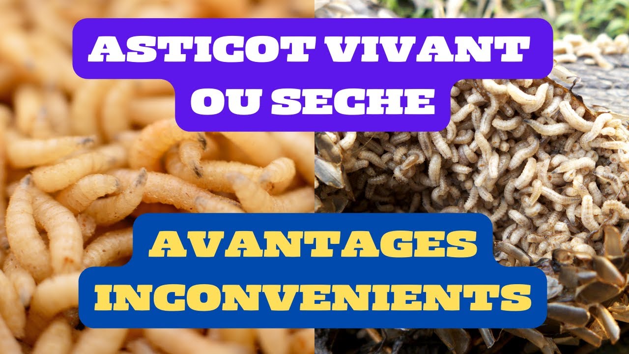 Vivant Ou Sèche? Lequel Des Deux Asticots Est Le Mieux Pour L ...
