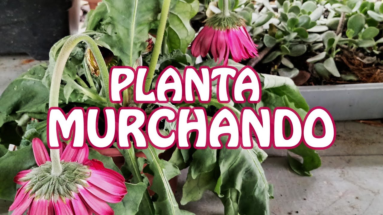 Planta Murchando - O quê fazer? - YouTube