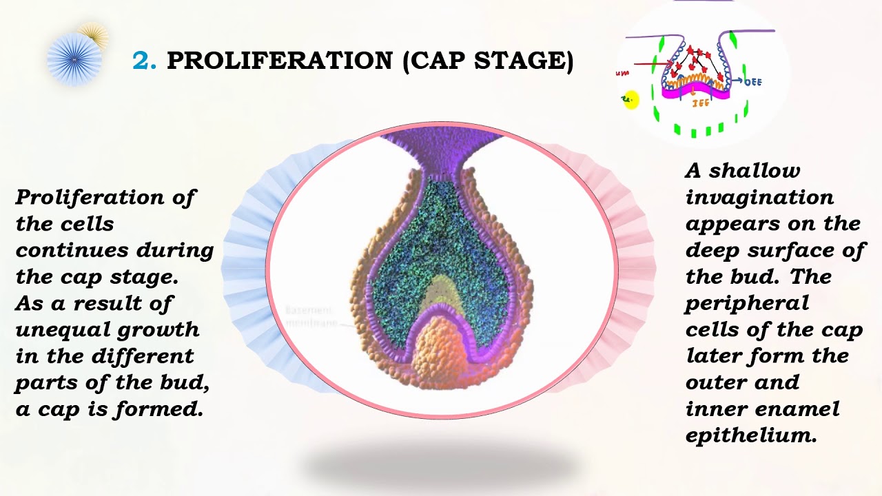 MORPHOLOGY OF THE PRIMARY TEETH / LIFE CYCLE OF THE TOOTH - YouTube
