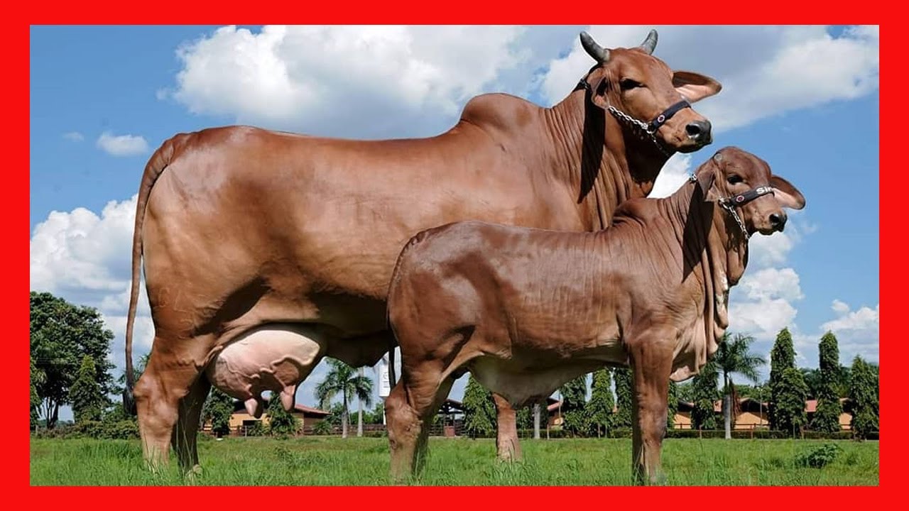 🏆 RAZA RED SINDHI Y NELORE 🔴 Fazenda Três Irmãos Vacas Lecheras y ...