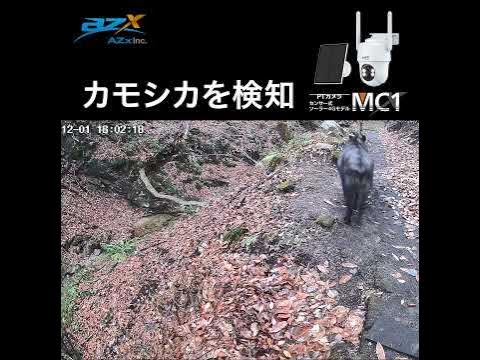 【鳥獣被害】カモシカを検知 ｜ AZx防犯・監視カメラ【MC1】活用事例 #shorts ※製品ページURLは説明欄へ - YouTube