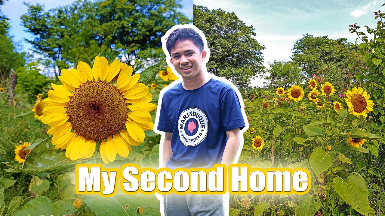 LAST DAY IN MARINDUQUE FT. MANGILIOL SUNFLOWER FARM | TRIP TO ...