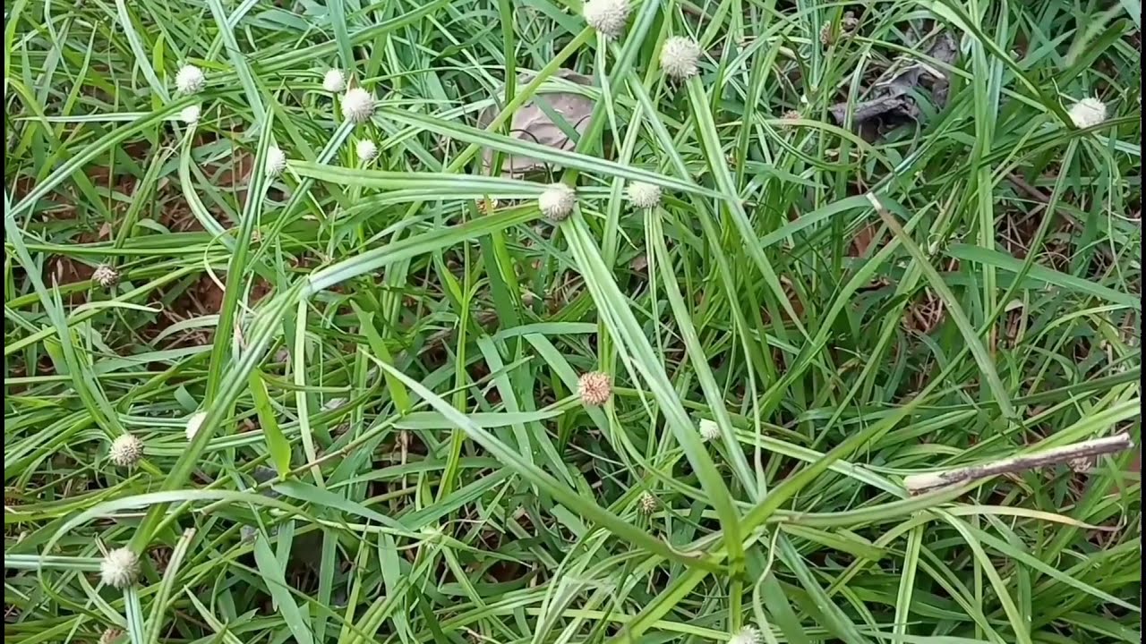 വെളുത്ത മുത്തങ്ങ/ VELUTHA MUTHANGA/White kyllinga - YouTube