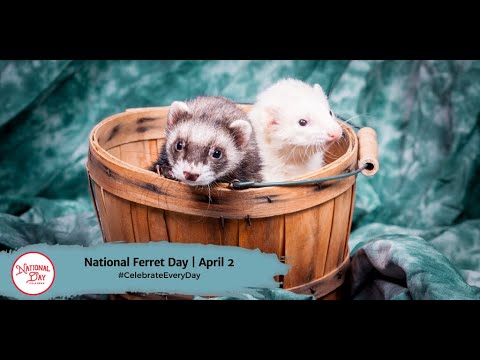 National Ferret Day | April 2 - YouTube
