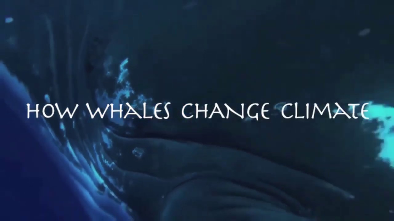 Climate change; How Whales Change Climate - YouTube