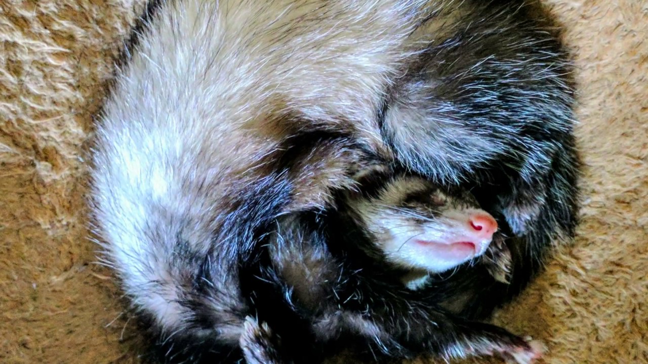 Cute And Funny Sleeping Ferrets - YouTube