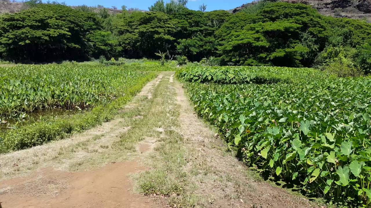 Hawaiian Taro Patches - YouTube