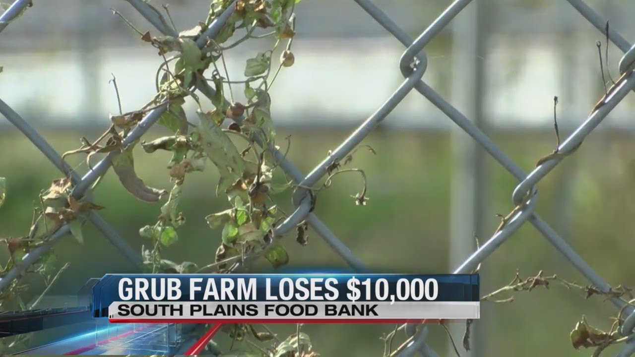GRUB Farm thefts - YouTube