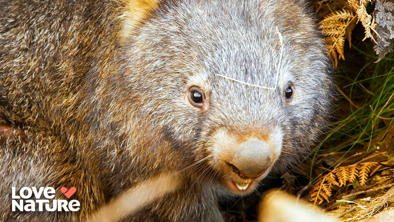 Playful, Fierce, and Ready to Mate | Secret Life of the Wombat 102 ...