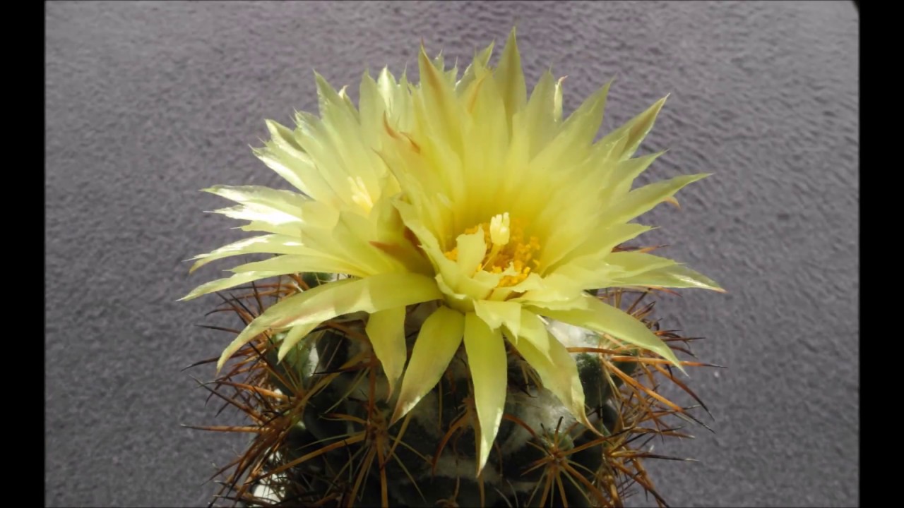 Coryphantha calipensis - YouTube