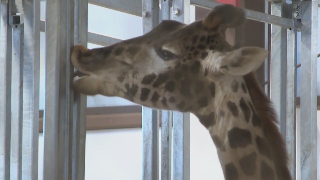 Giraffe at Seneca Park Zoo to undergo biopsy for growth on jaw - YouTube