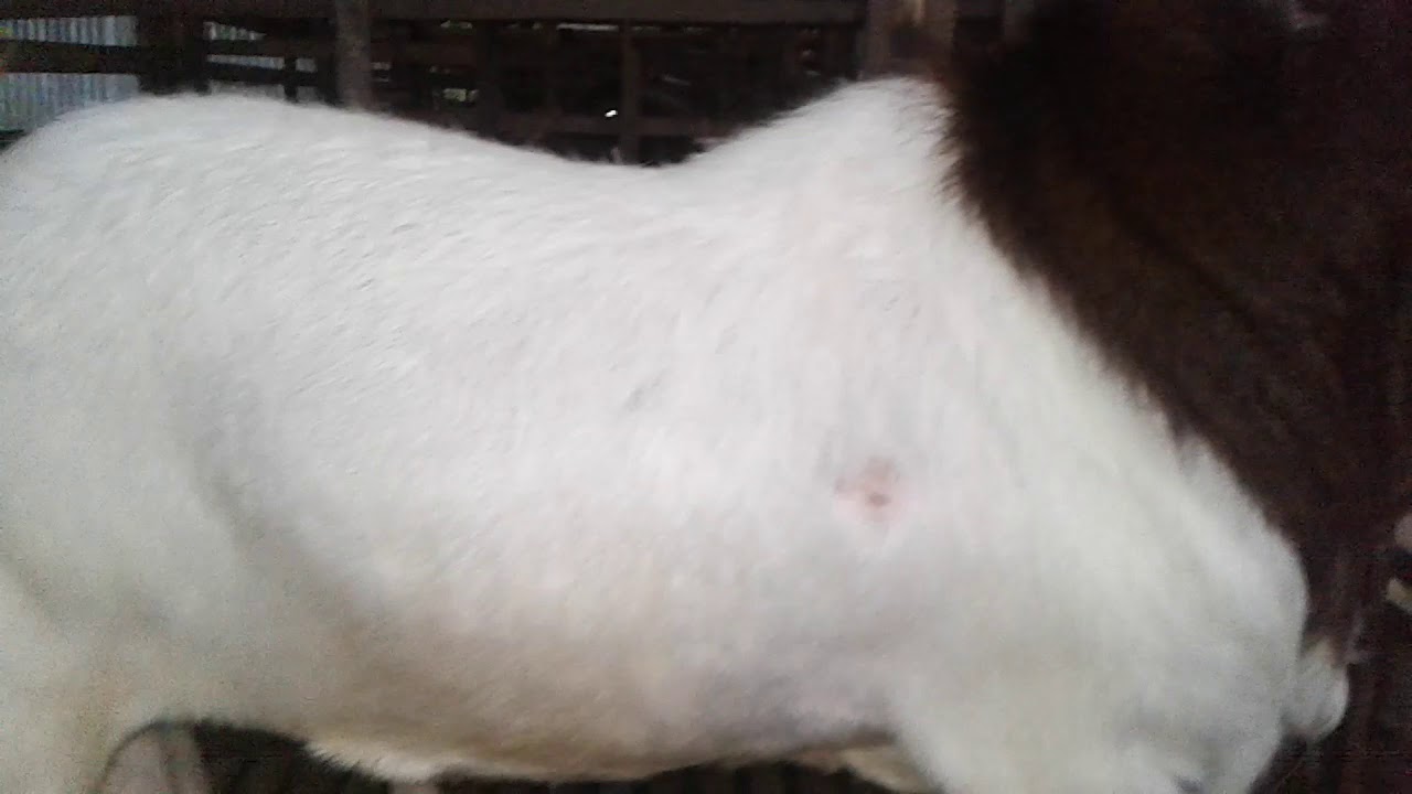 Dê Boer Nọc Trại An Phú Củ Chi - YouTube