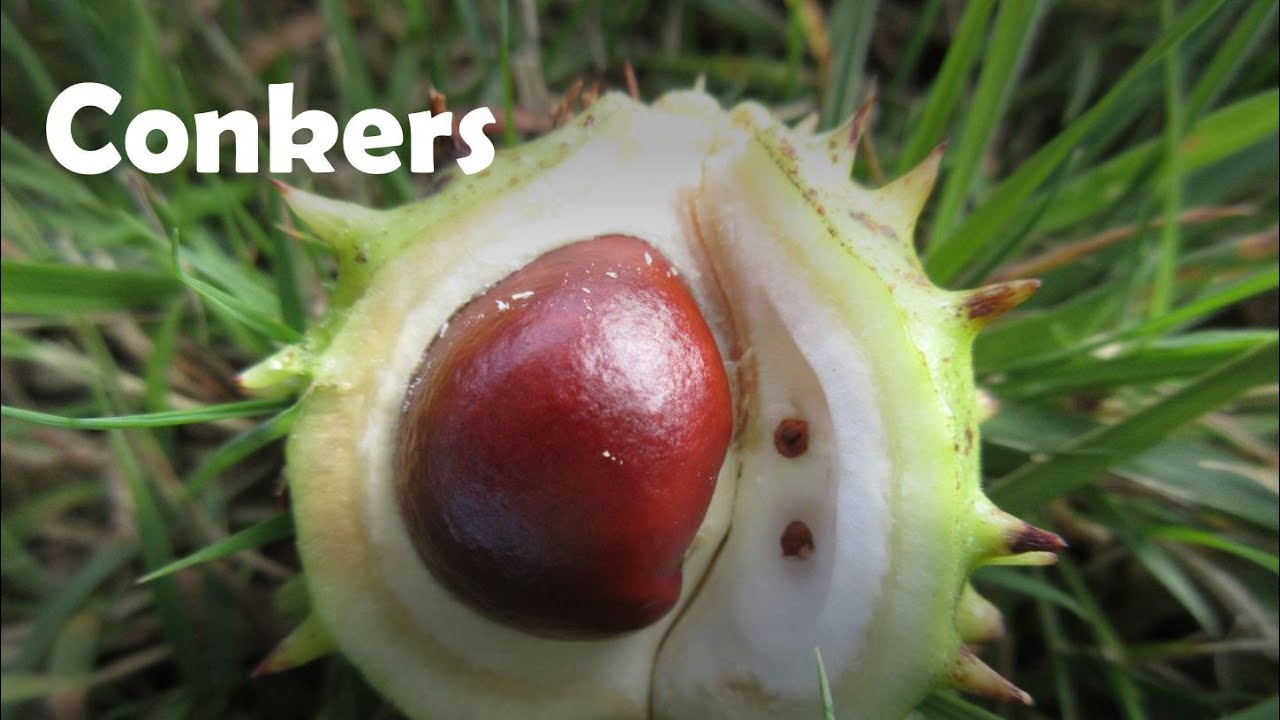 Conkers for KS1 - YouTube