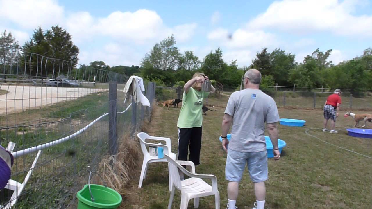 Greyhound Angels Adoption - Haul 5/30/15 - YouTube