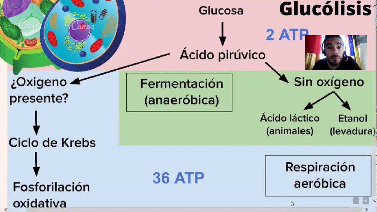 INTRODUCCIÓN A LA RESPIRACIÓN CELULAR. BIOLOGÍA 1M - YouTube