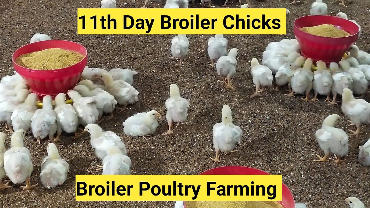 11th Day Old chicks management | Broiler Poultry Farming | Summer 🌞 ...