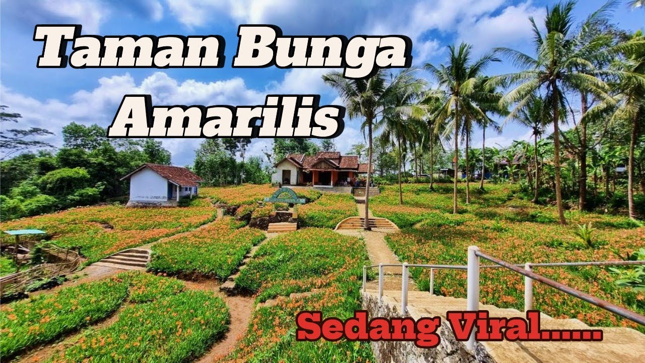 Taman bunga Amarilis Patuk Gunung Kidul Yogyakarta - YouTube