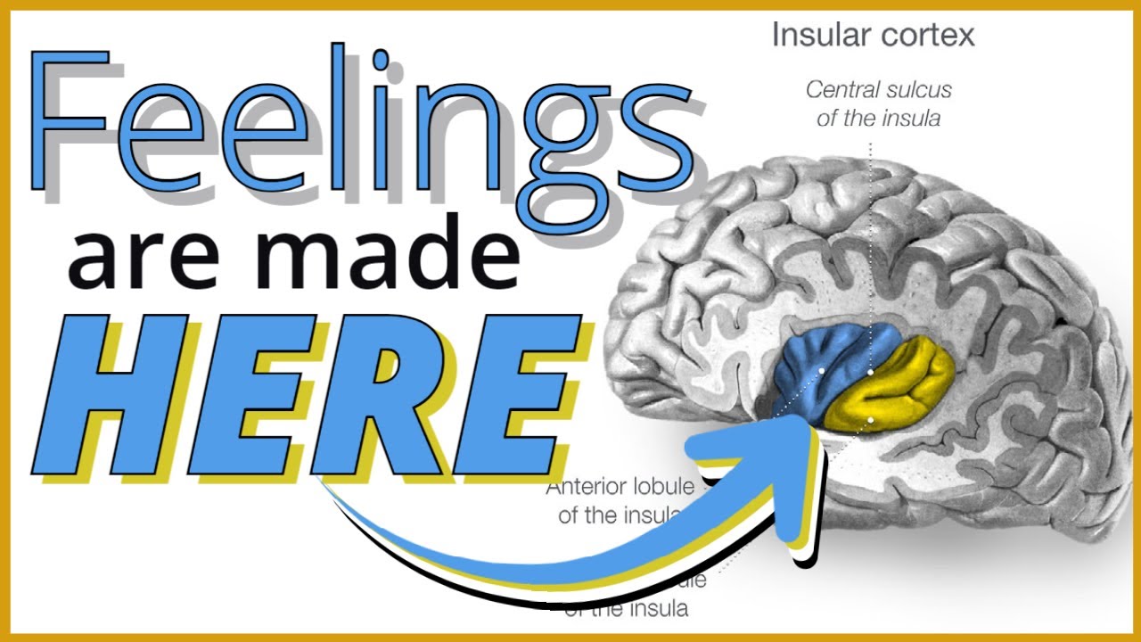 Interoception Why Emotions Feel The Way They Do Youtube