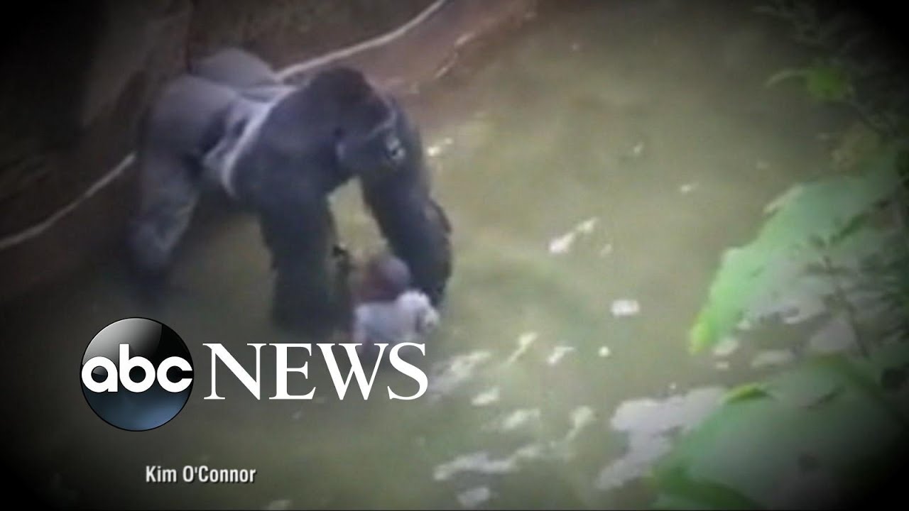 Criminal Probe Launched into Gorilla Incident at Cincinnati Zoo - YouTube