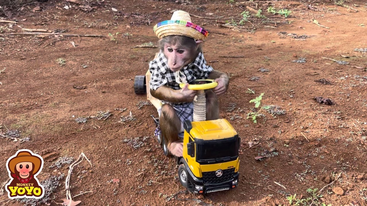 YoYo farmer harvests carrots to eat - YouTube