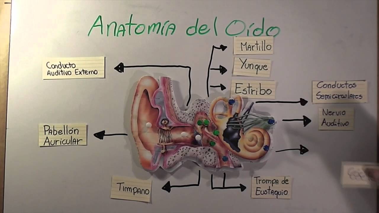 Sistema Auditivo - YouTube