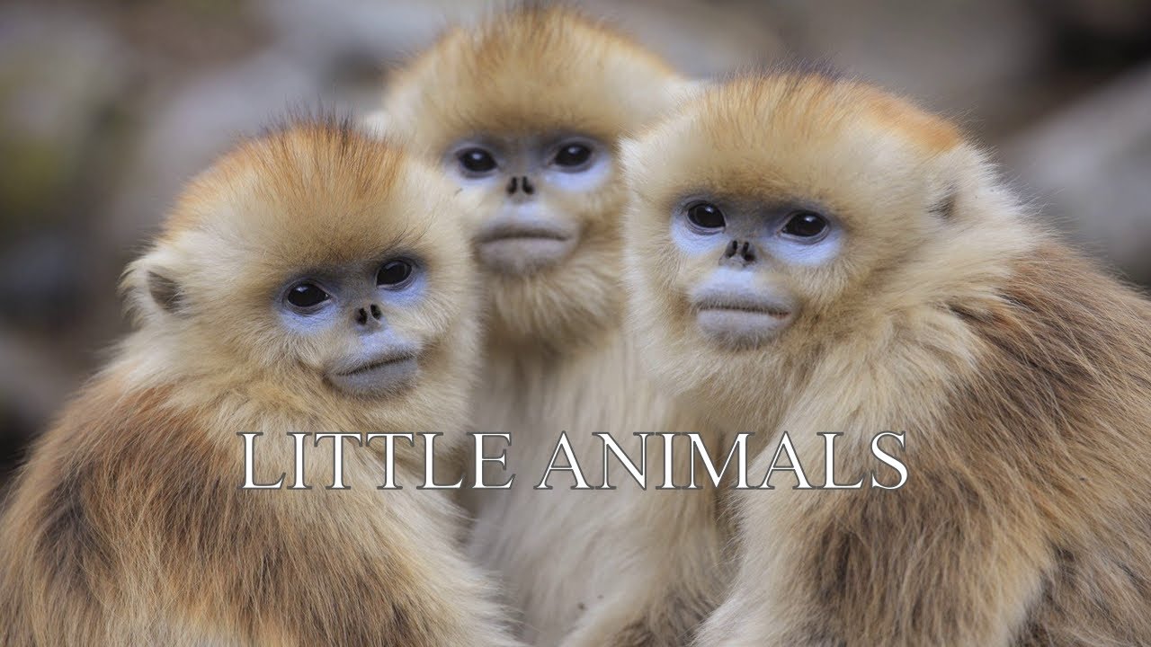 In the animal world!!! Our favorite monkeys! Animals for kids! - YouTube