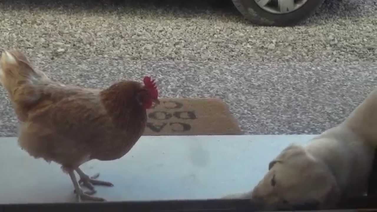 Labrador puppy vs chicken - YouTube