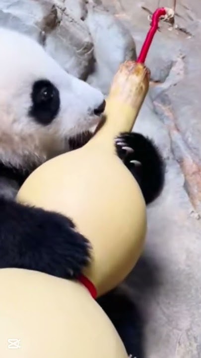 자기보다 큰 조롱박 갖고 노는 아기 판다 #panda #大熊猫 #cute #푸바오 #funny #cutepanda - YouTube